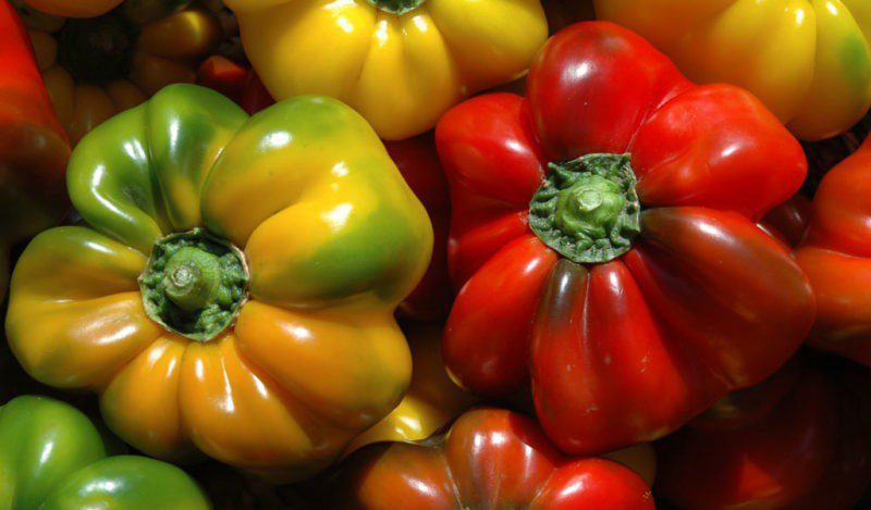 What is the Neapolitan Papaccella? A bell pepper from Campania? - Our ...